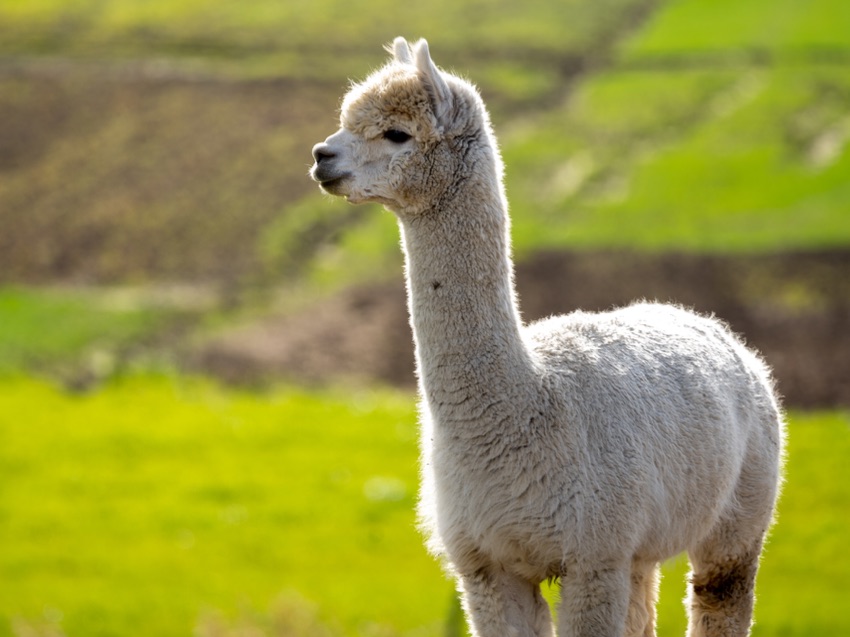 Alpaka Wanderungen in Köln - Ein unvergessliches Erlebnis