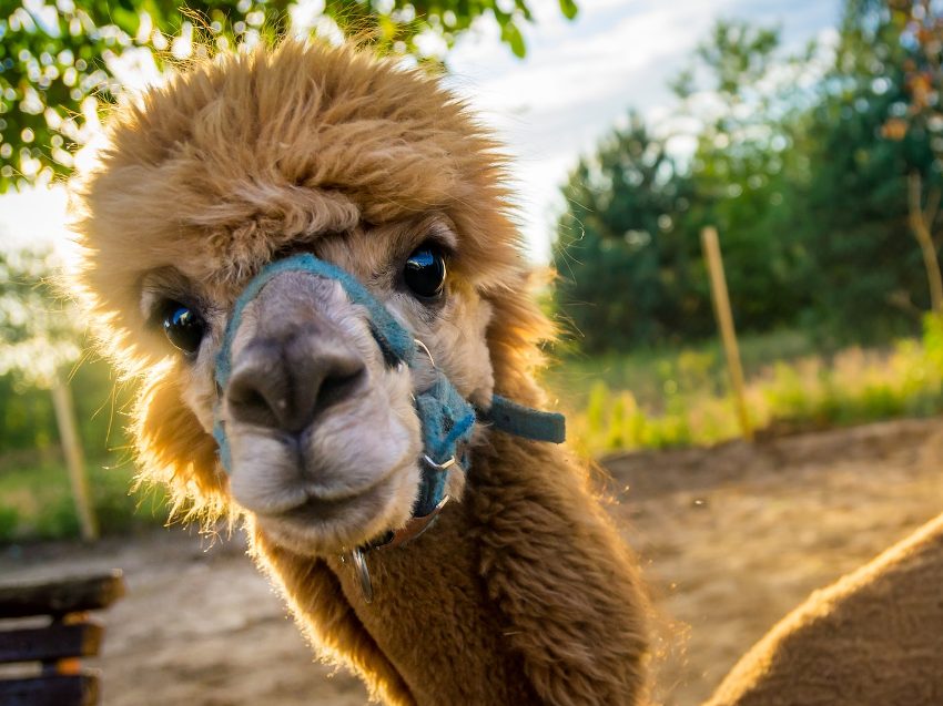 Alpaka Wanderungen in Braunschweig - Einzigartige Erlebnisse